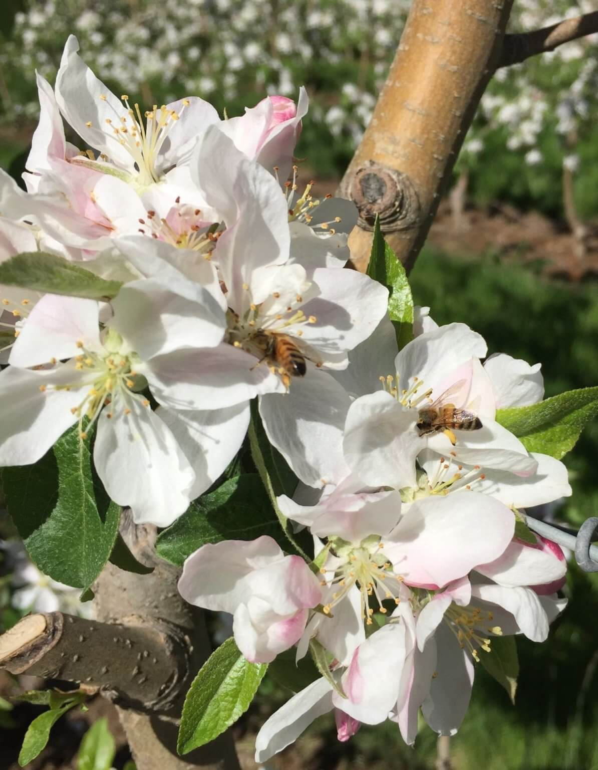 Honey Bees Do Half of Crop Pollination, While Other Insects Do The ...